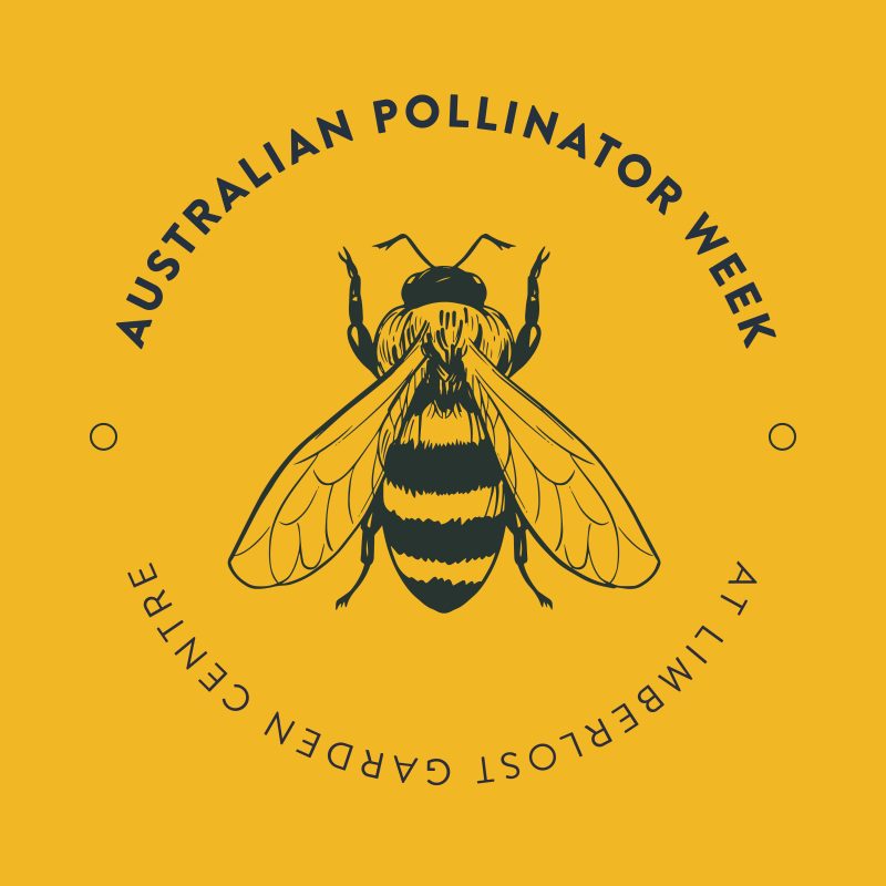 Australian Pollinator week - Limberlost Garden Centre