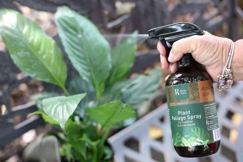 How to care for your Peace Lily - Limberlost Garden Centre